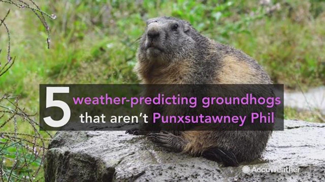 5 weather-predicting groundhogs that aren't Punxsutawney Phil | abc10.com