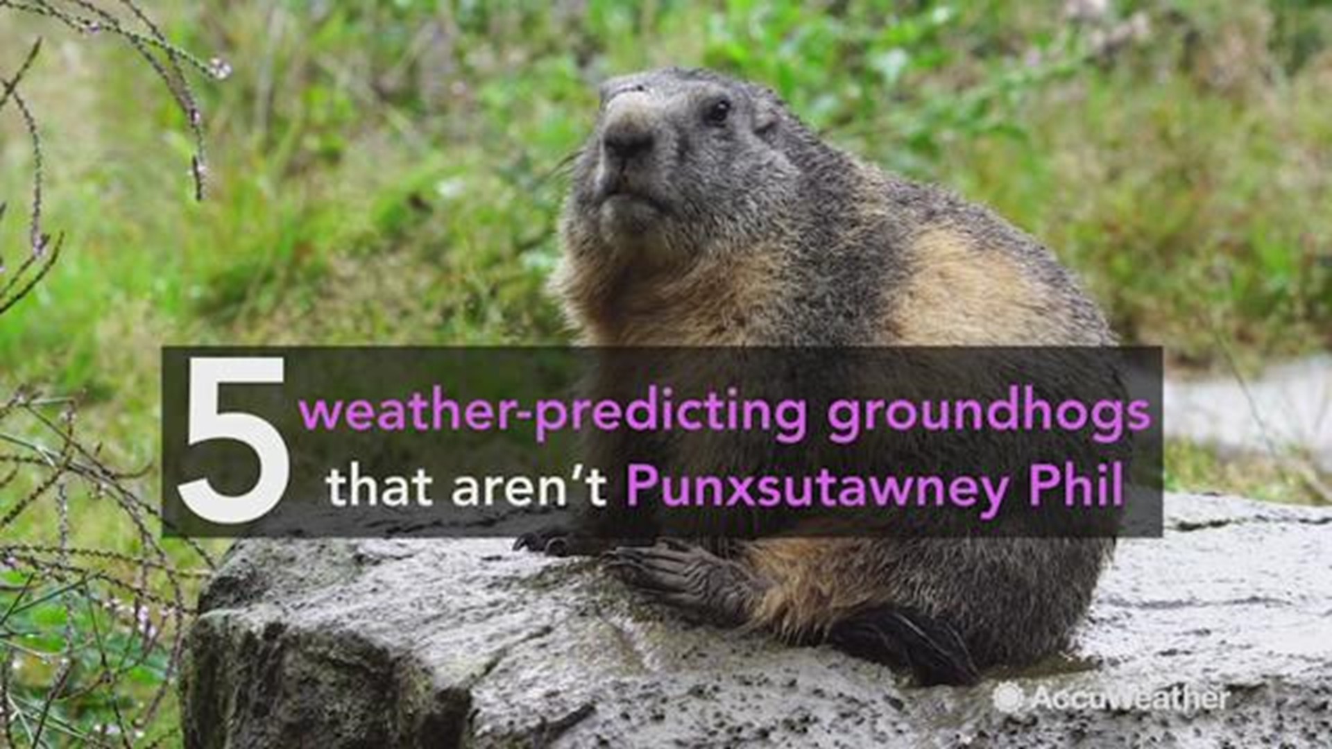 5 weather-predicting groundhogs that aren't Punxsutawney Phil | abc10.com