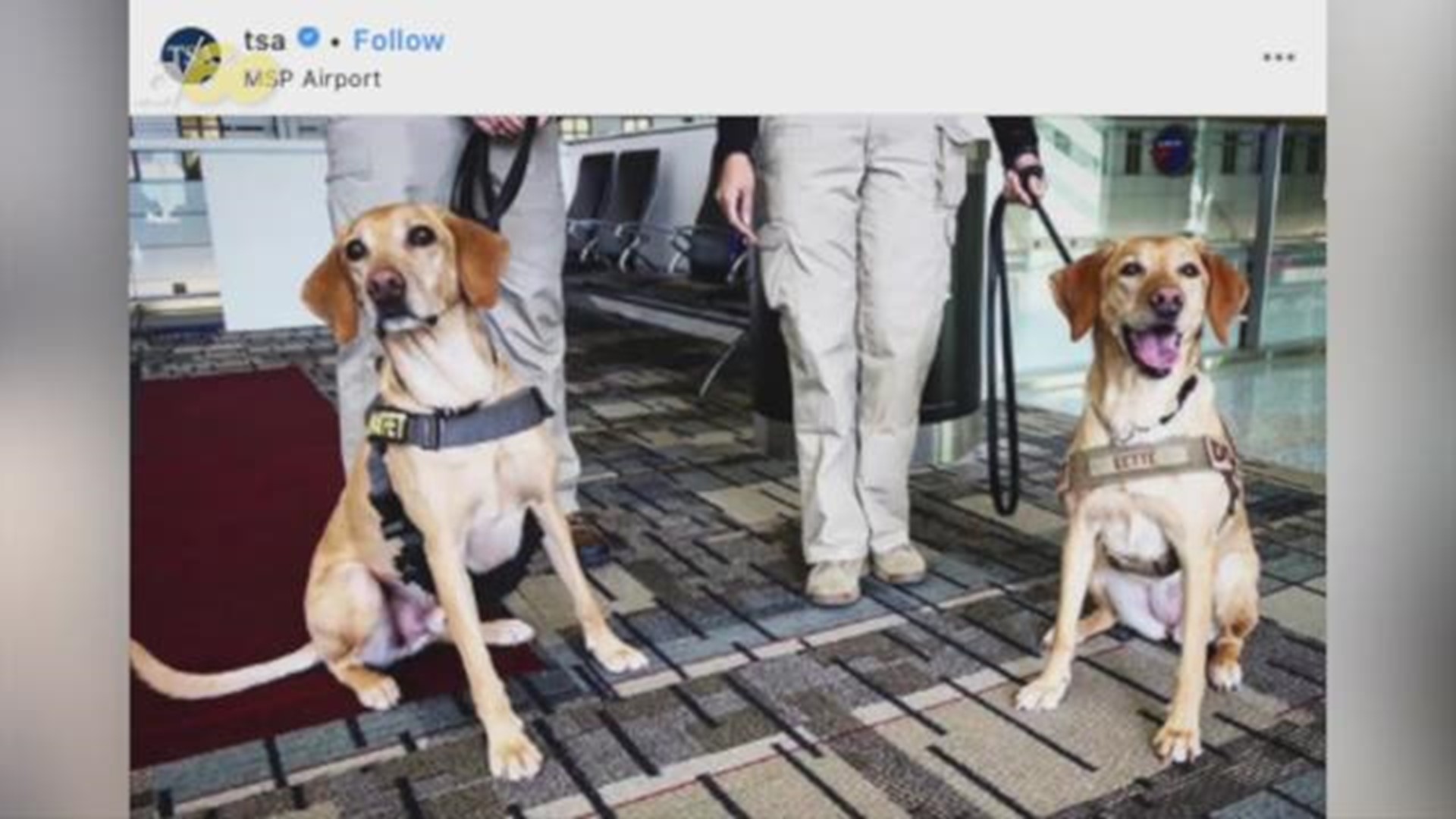 How Do I Adopt A Dog From Tsa