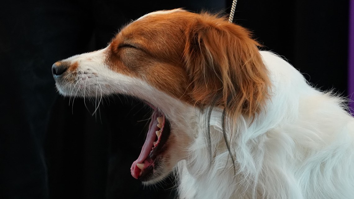 Kooiker-huh? An intro to Westminster dog show's new breeds | abc10.com