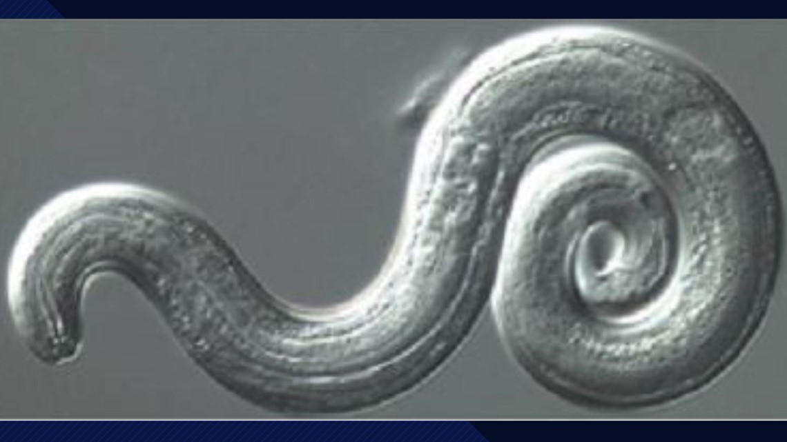 Rat lungworm disease confirmed in 3 more Hawaii visitors | abc10.com