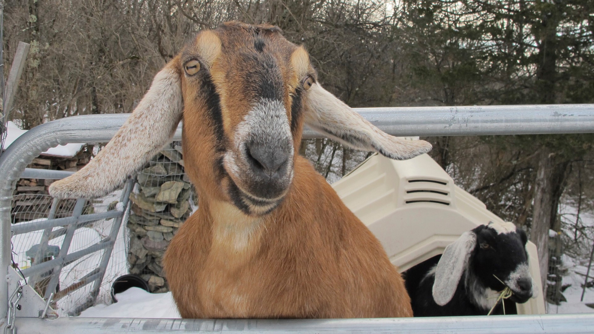 Dog and goat serving as Vermont mayor raise money for playground ...