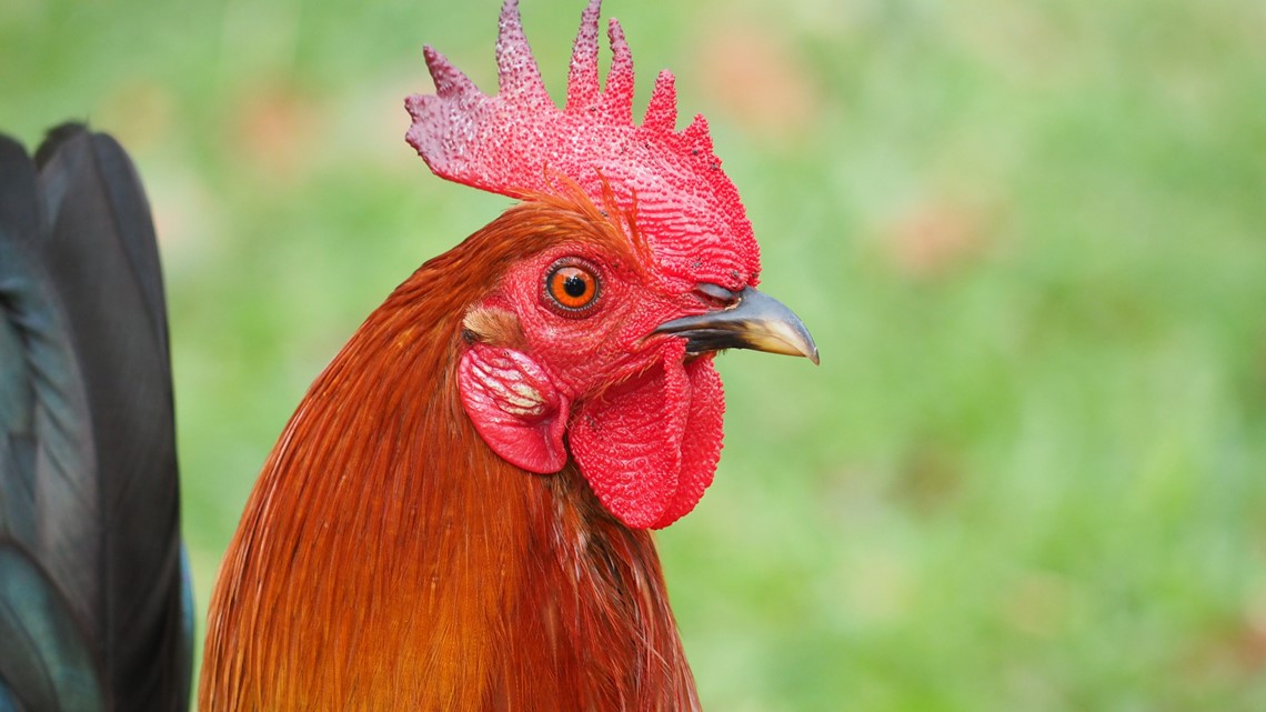 Teen reunited with Civil War reenacting rooster lost in Alabama | abc10.com