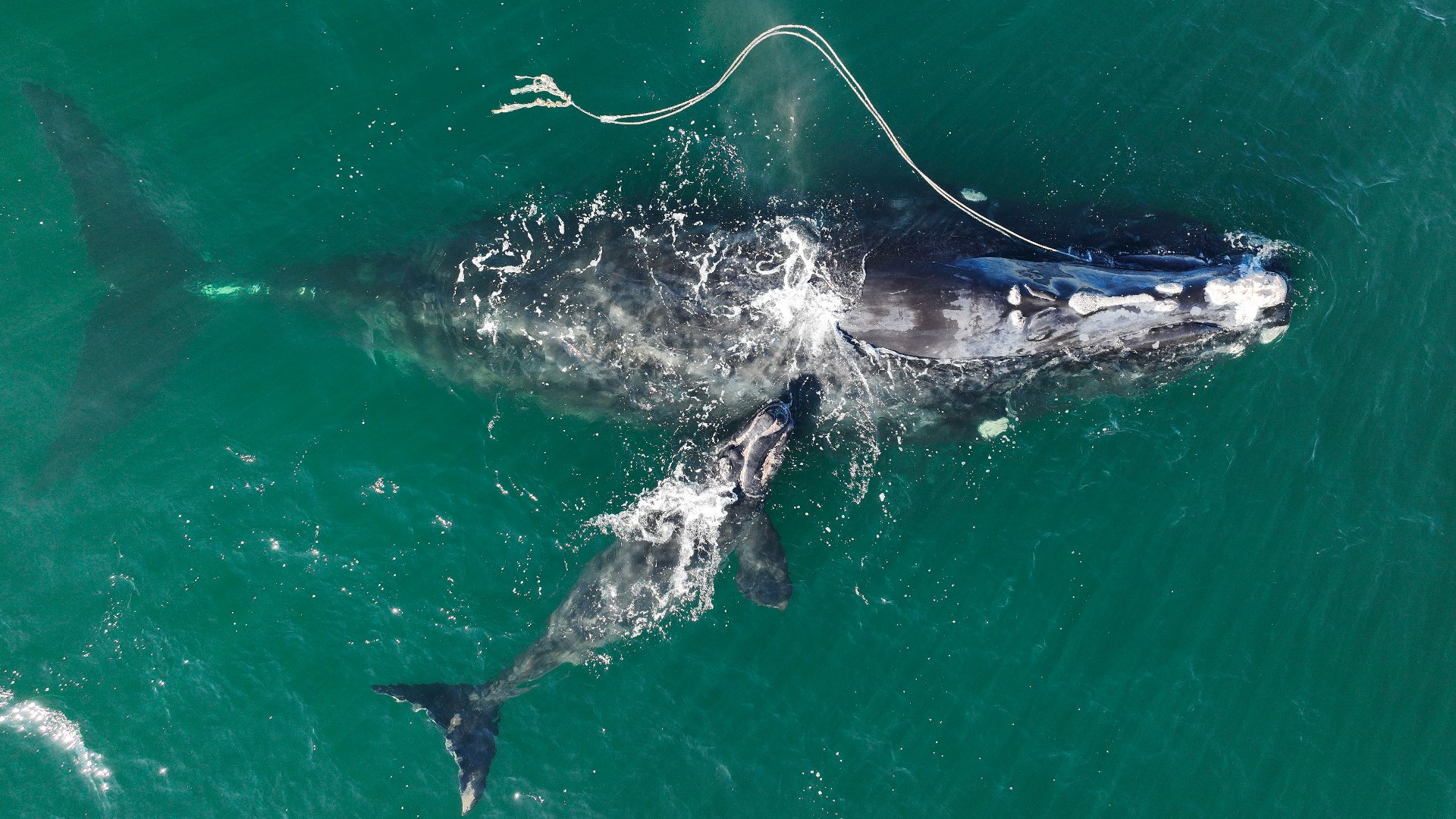 Endangered Species Act: Landmark law saved whales through changes ...