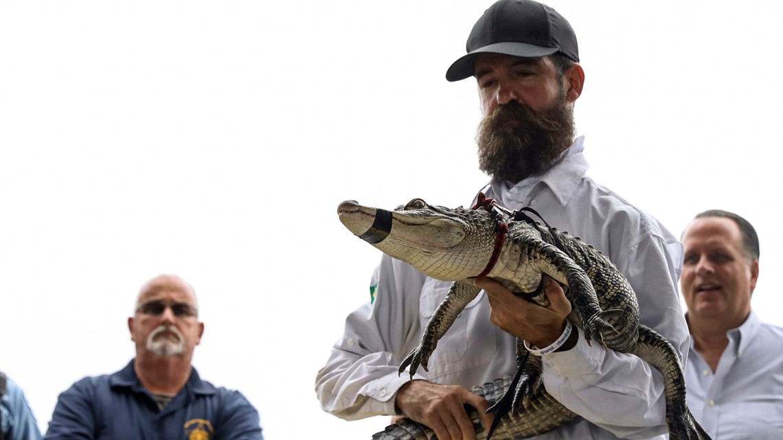 'Chance the Snapper' captured in Chicago lagoon by Florida expert ...