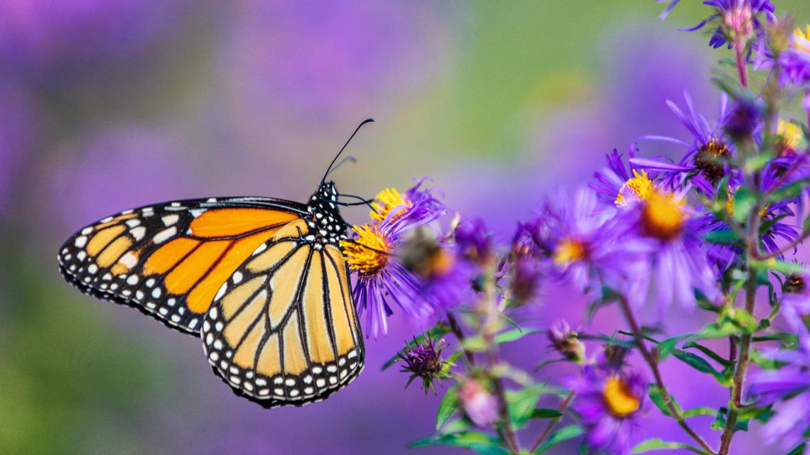Millions of monarch butterflies begin annual spring migration north ...