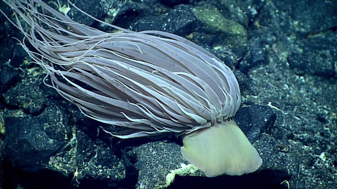 Ocean mystery solved: Scientists identify 'golden orb' found in deep ...