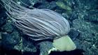 Ocean mystery solved: Scientists identify 'golden orb' found in deep ...