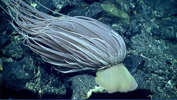 Ocean mystery solved: Scientists identify 'golden orb' found in deep ...