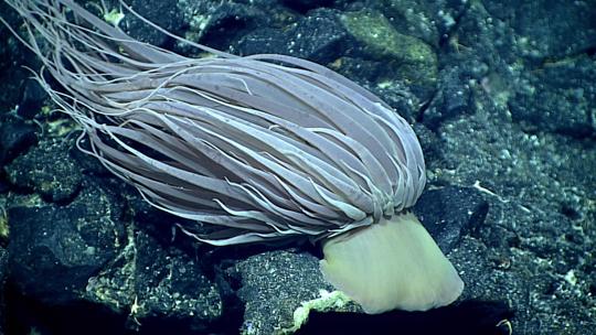 Ocean mystery solved: Scientists identify 'golden orb' found in deep ...