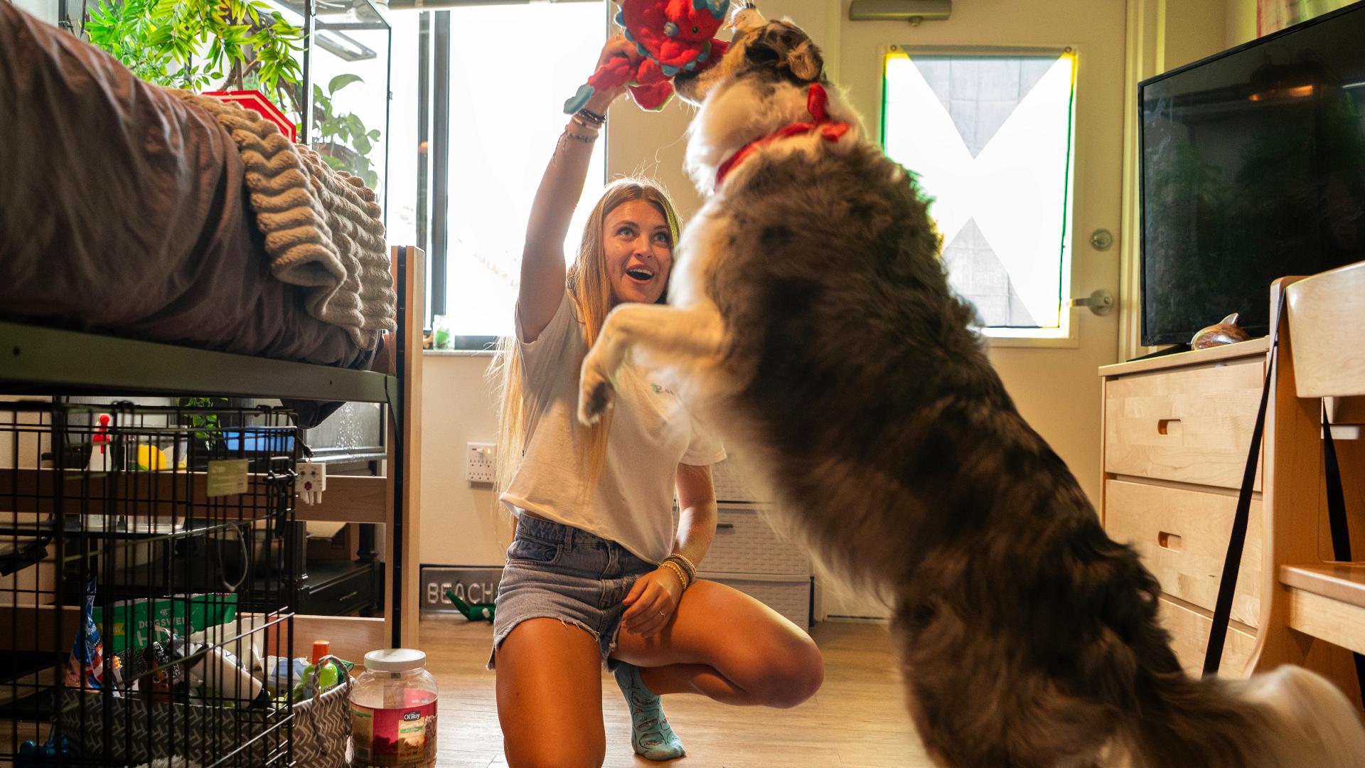 Pets on campus? Here's why some colleges are encouraging animals in ...