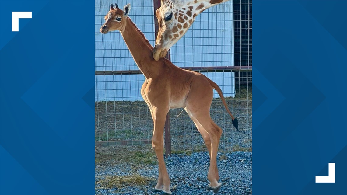 Spotless giraffe born at Tennessee zoo, how to help name her | abc10.com