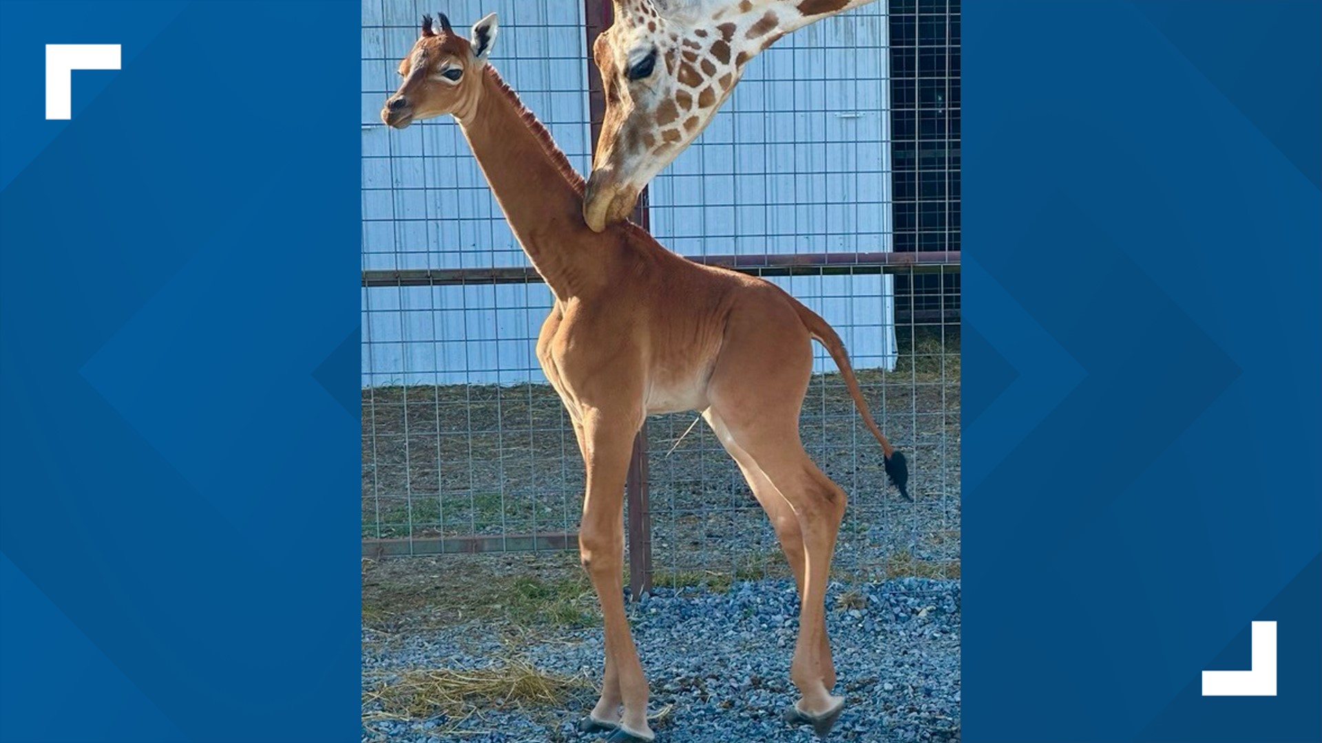 Spotless giraffe born at Tennessee zoo, how to help name her | abc10.com