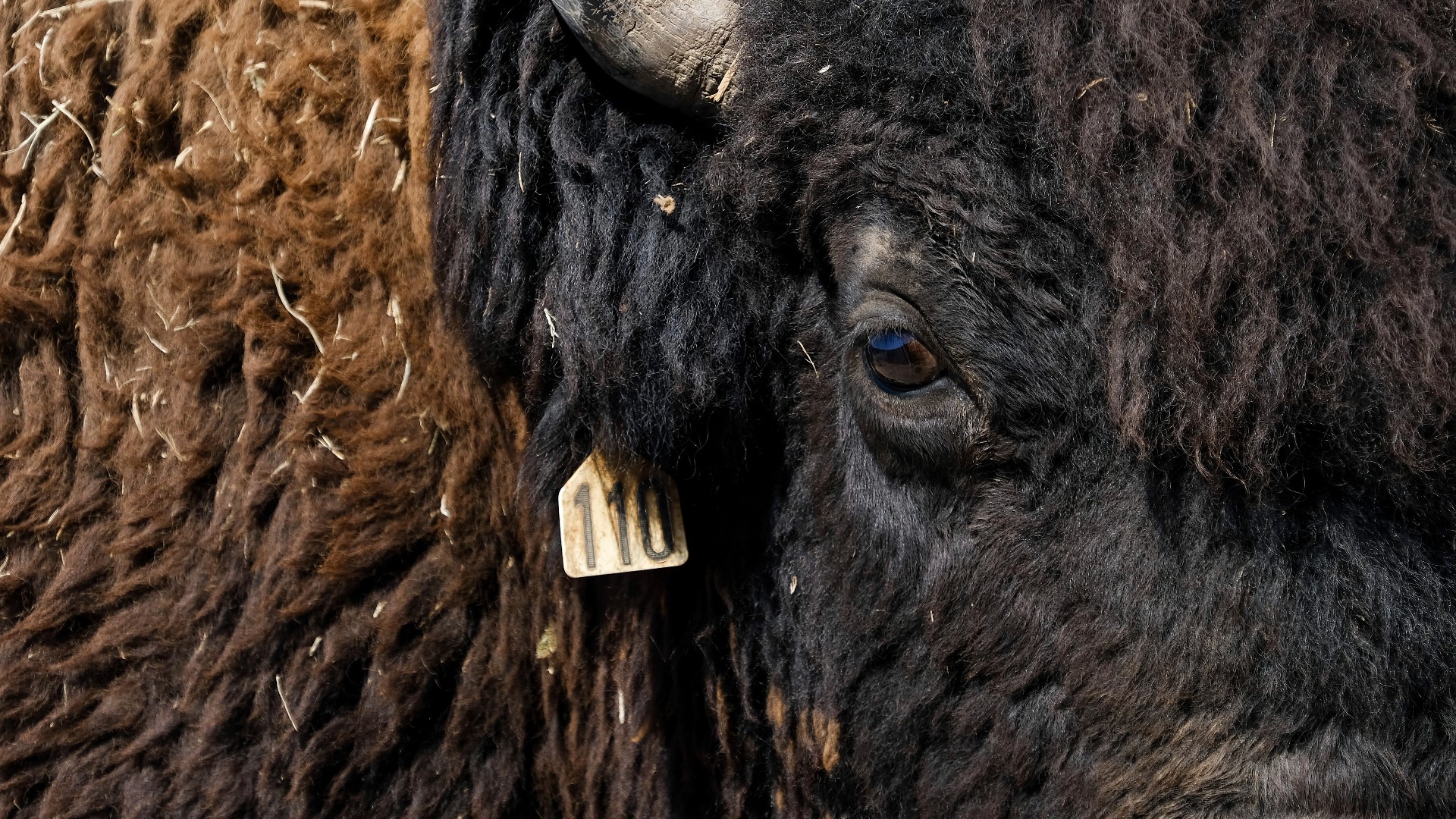 Relocation of bison to Native lands revives spiritual bond | abc10.com