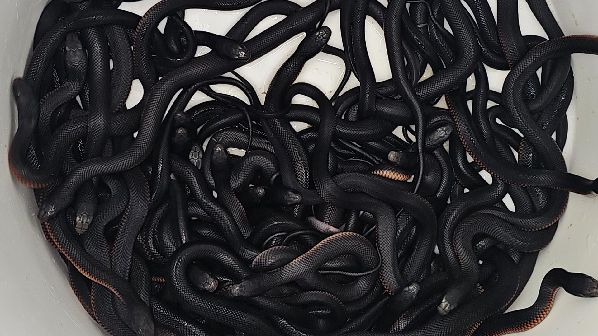 Sydney man finds over 100 venomous snakes in backyard mulch | abc10.com