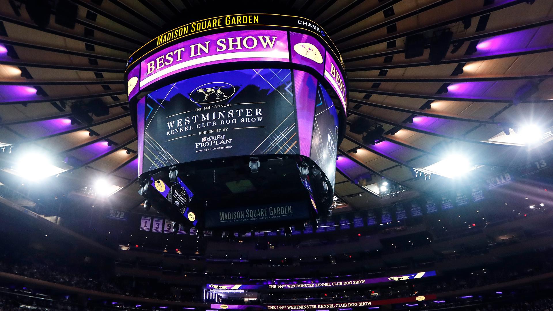 Westminster Kennel Club dog show: When is it? How many dogs compete ...