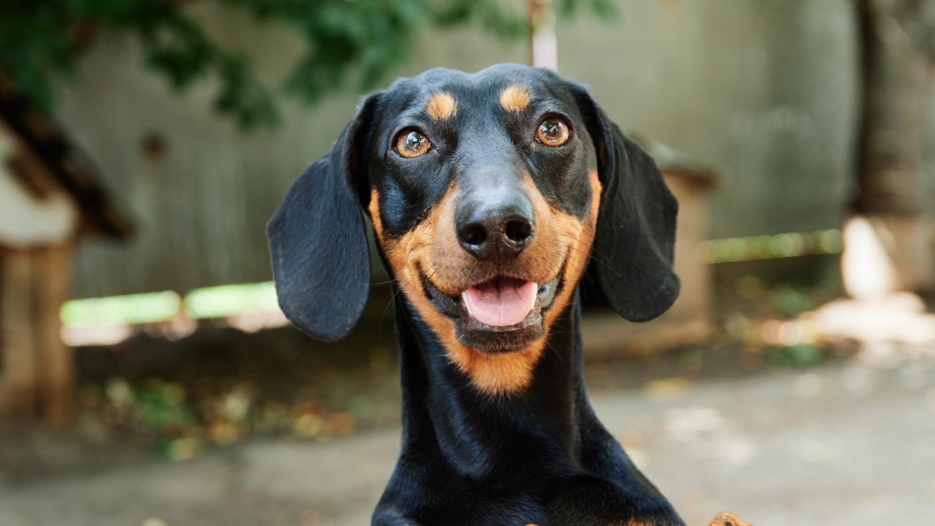 Valerie the dachshund found on Kangaroo Island after disappearing for ...