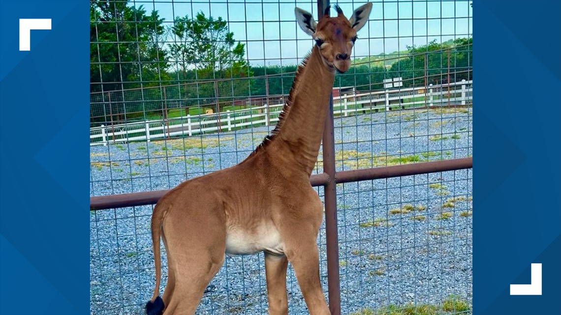 Spotless giraffe born at Tennessee zoo, how to help name her | abc10.com
