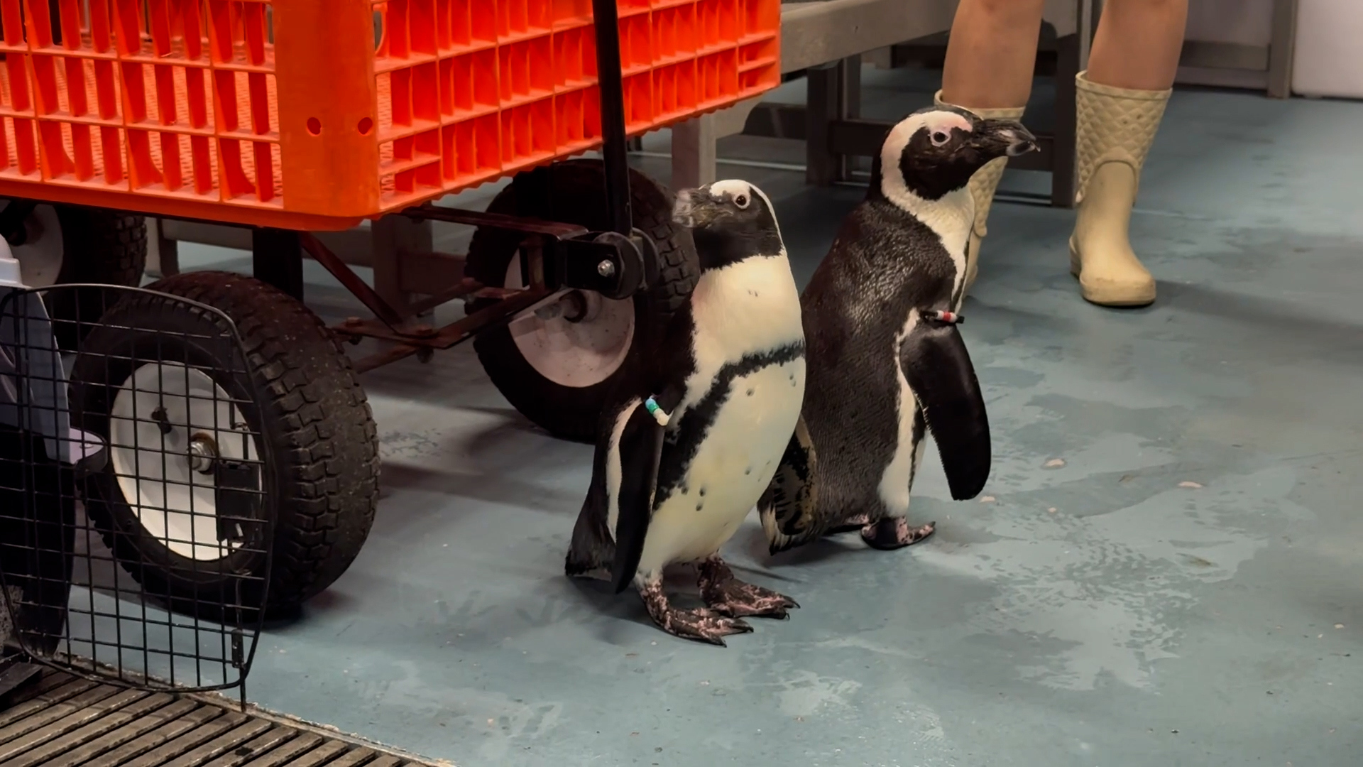 Hurricane Milton: Aquarium in Tampa moves penguins to safety | abc10.com