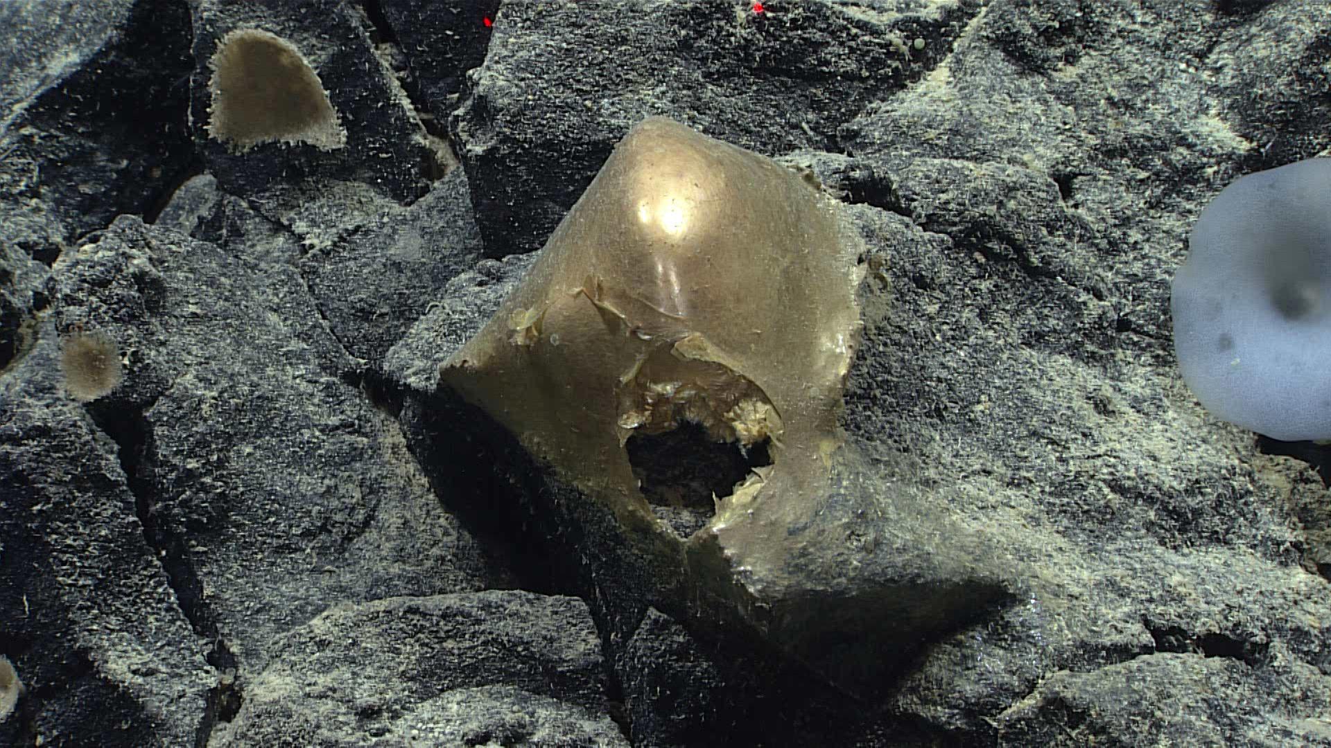 Ocean mystery solved: Scientists identify 'golden orb' found in deep ...