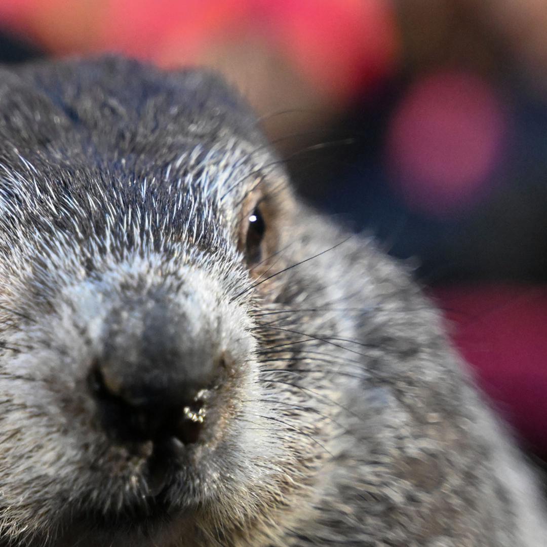 Groundhog Day 2026: Did Punxsutawney Phil see his shadow? | abc10.com