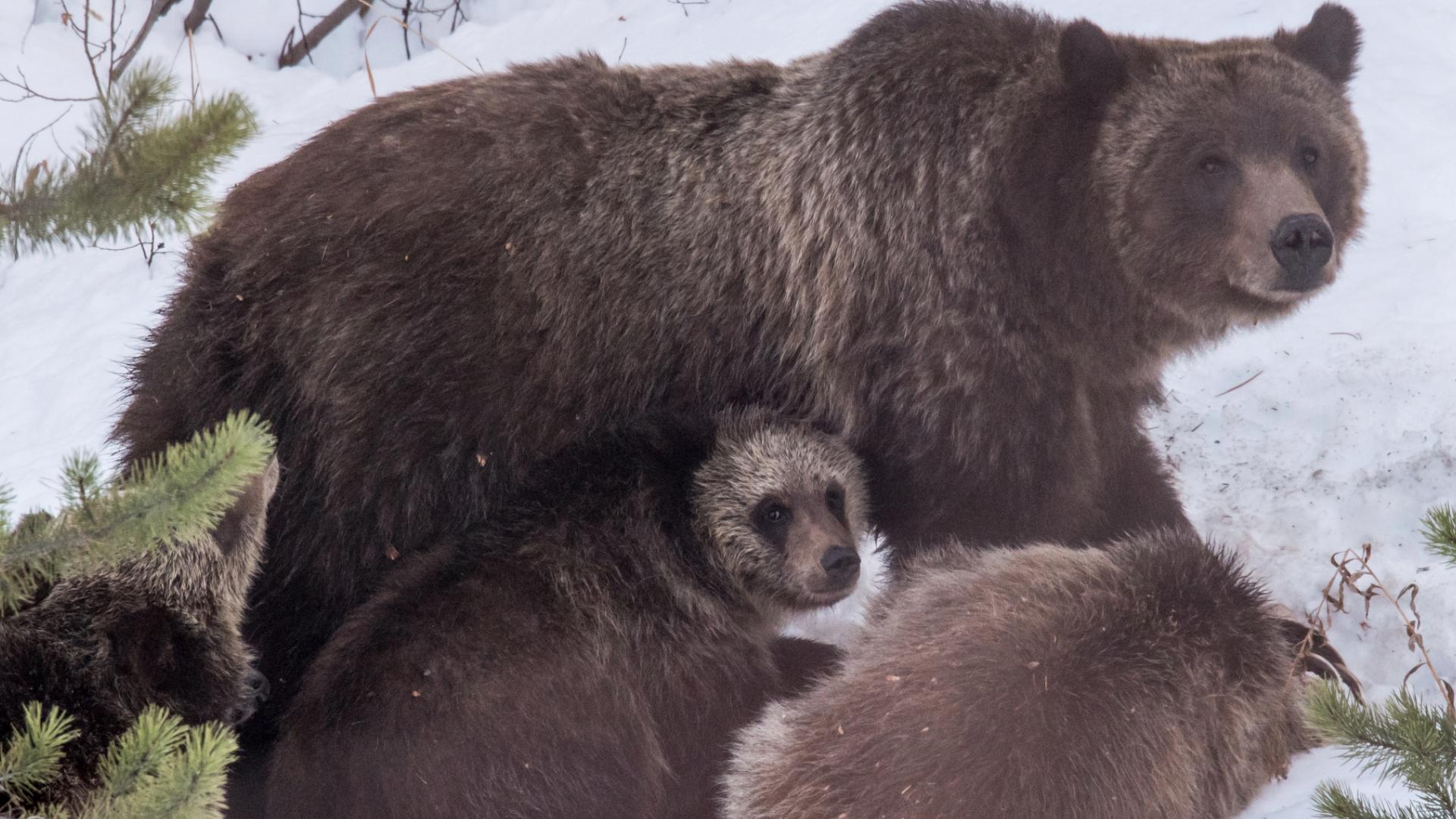 World famous Grizzly Bear No. 399 killed by vehicle in Wyoming | abc10.com