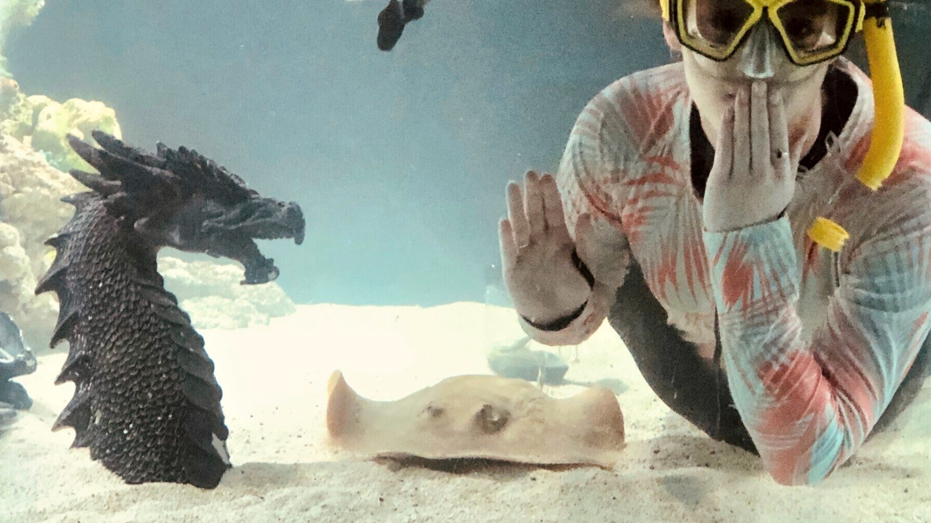 Stingray pregnancy mystery: Did stingray mate with a shark? | abc10.com