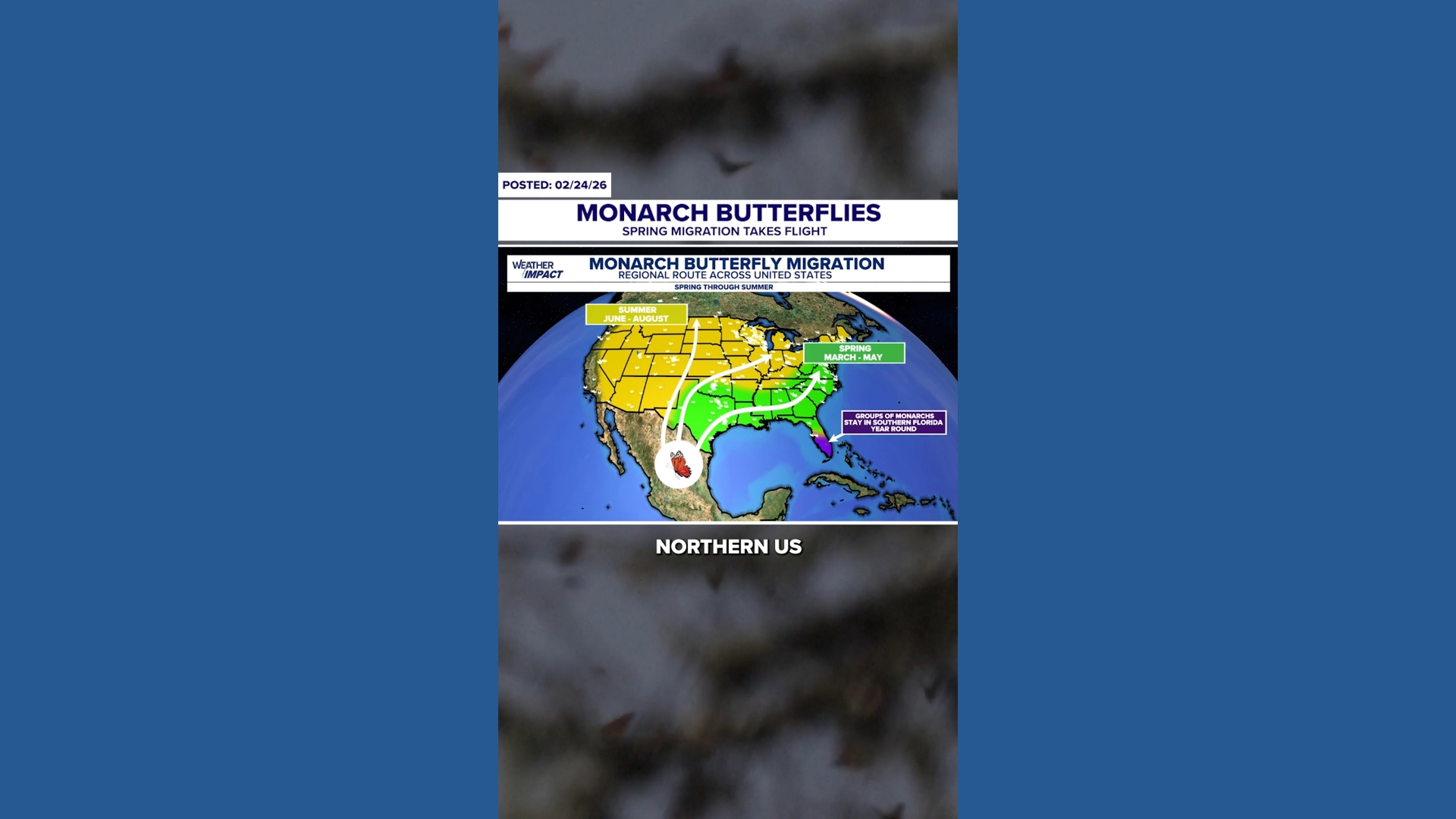 Millions of monarch butterflies begin annual spring migration north ...