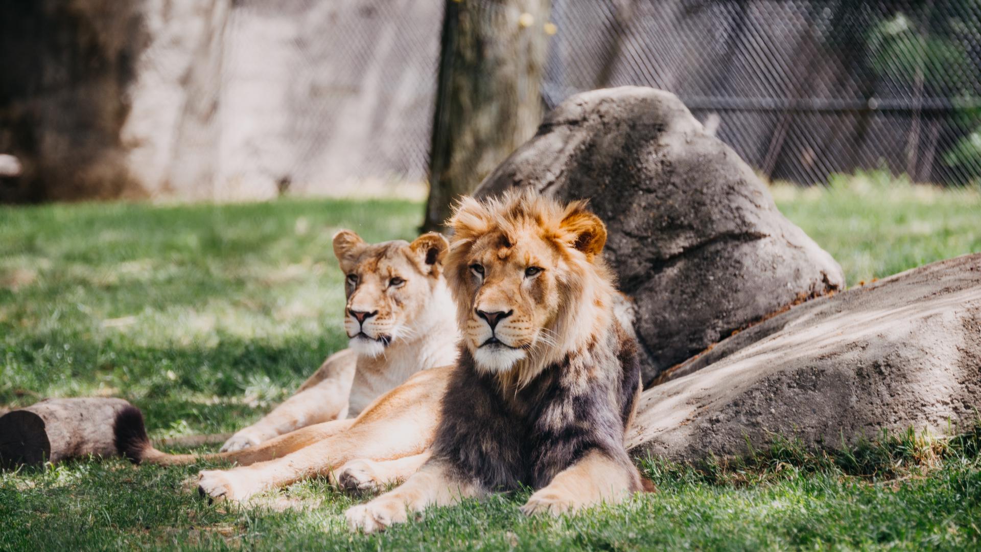Danish zoo seeks pet donations for predator feeding | abc10.com