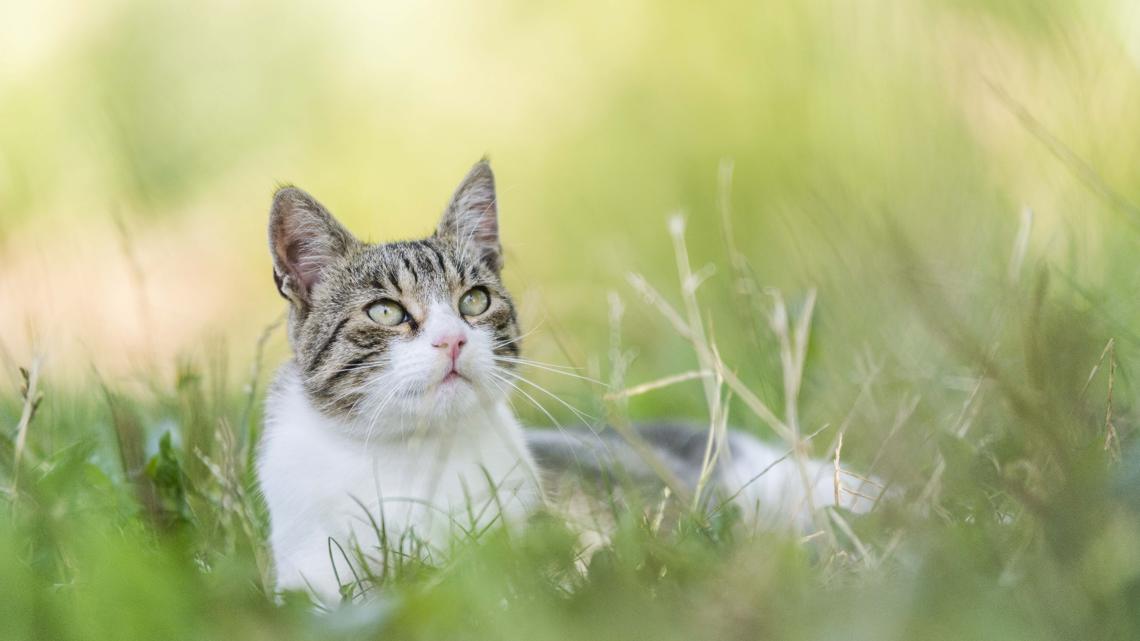 'Bobcat fever' spreads by ticks and can be deadly to cats. Here are ...