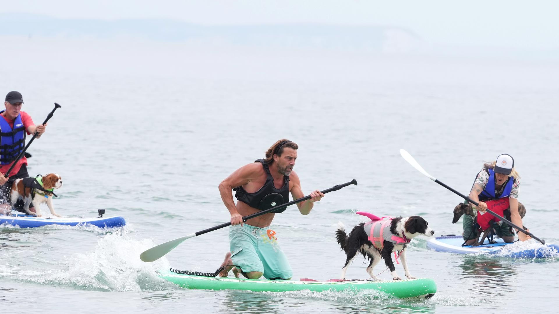 Dogs hit the waves at U.K. Dog Surfing Championship | abc10.com