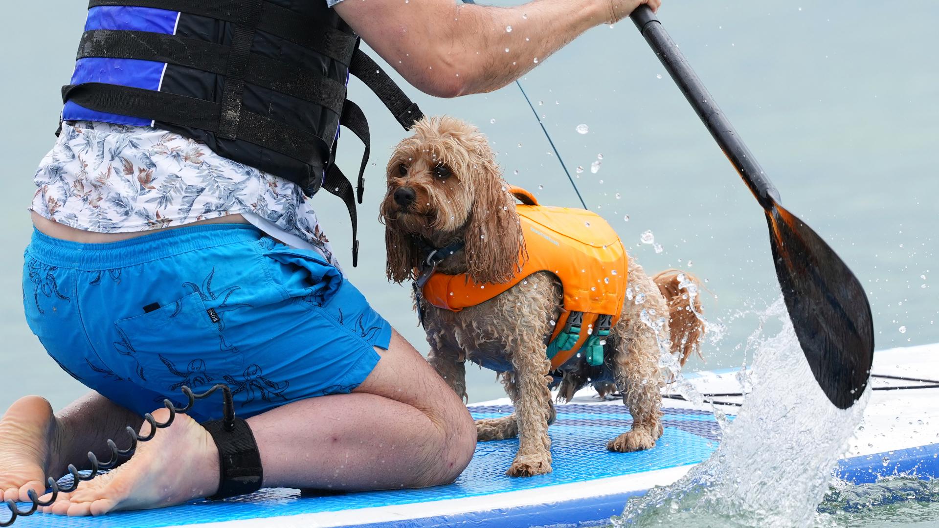 Dogs hit the waves at U.K. Dog Surfing Championship | abc10.com