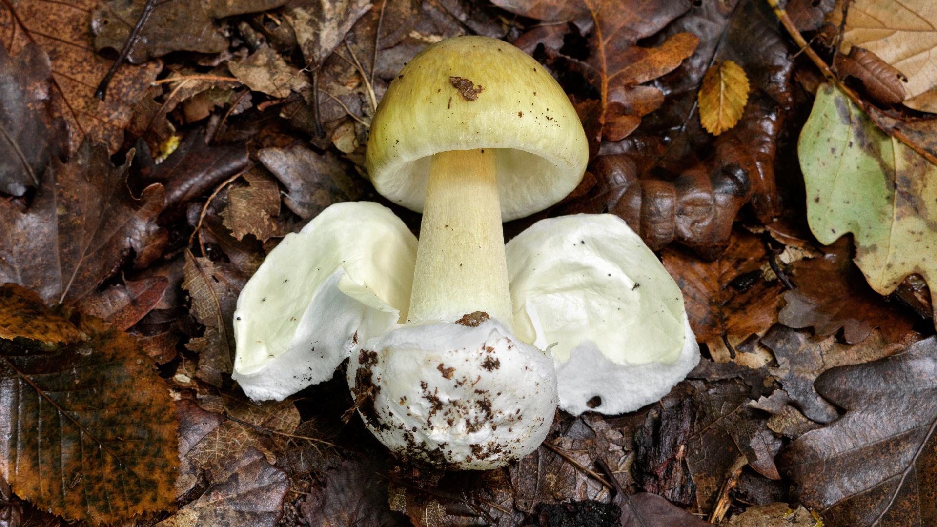 California warns of largest deadly wild mushroom poisoning outbreak in ...