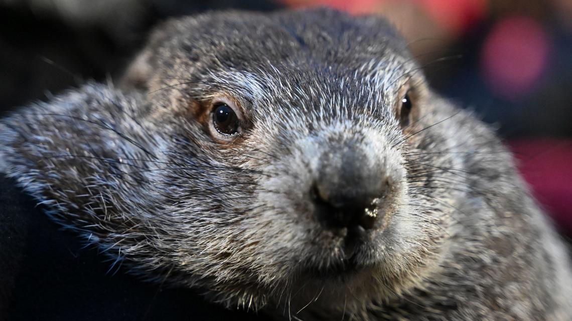 How accurate are Groundhog Day predictions? Punxsutawney Phil accuracy ...