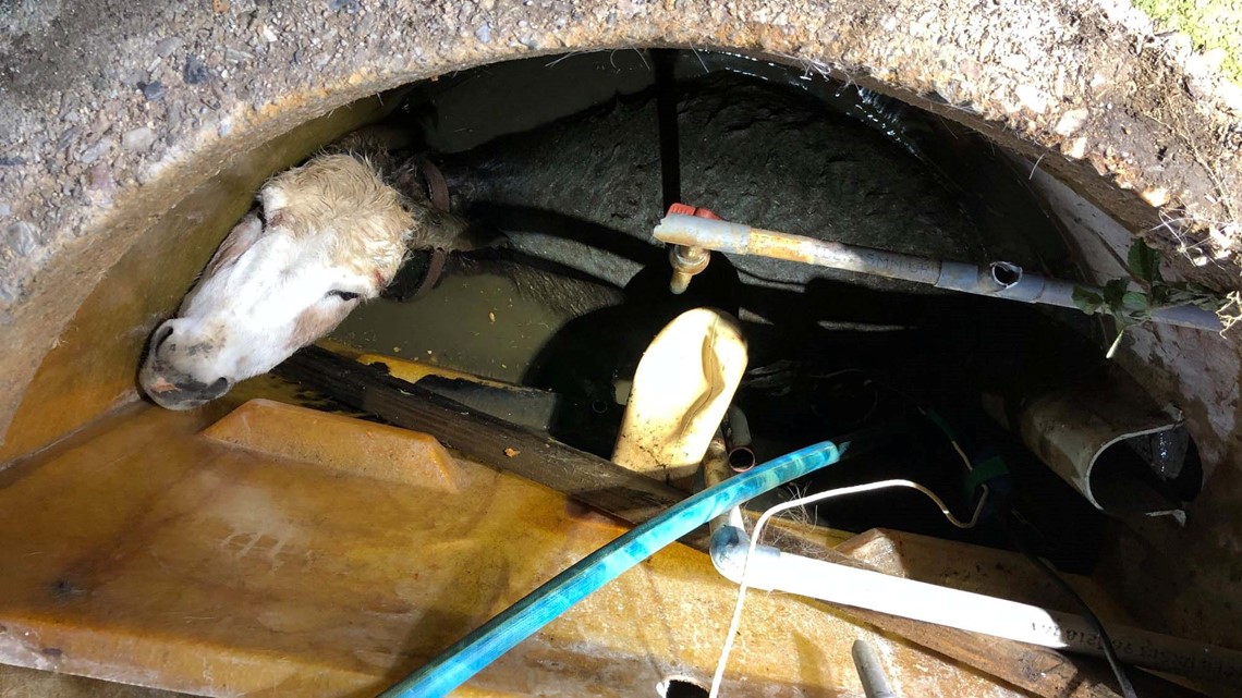 Miniature donkey rescued from septic tank in Australia | abc10.com