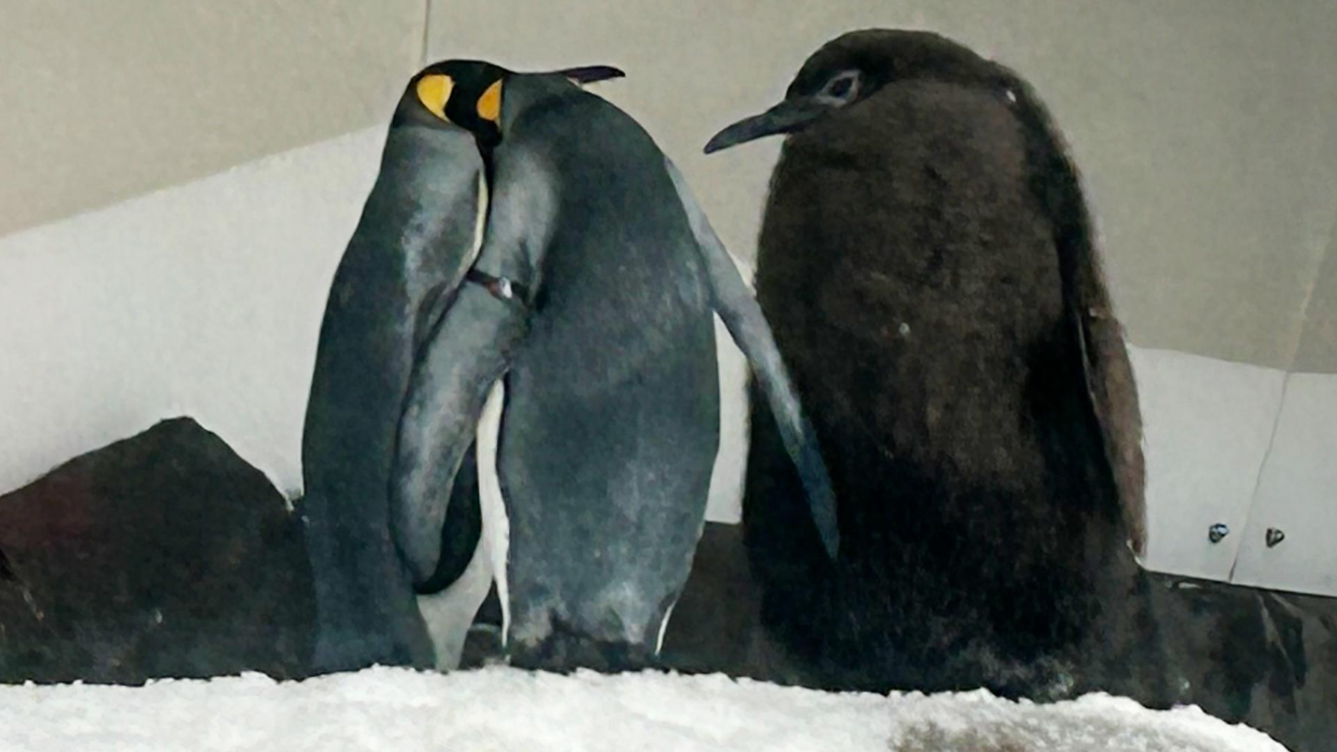 Pesto the penguin chick has grown to be a social media star | abc10.com