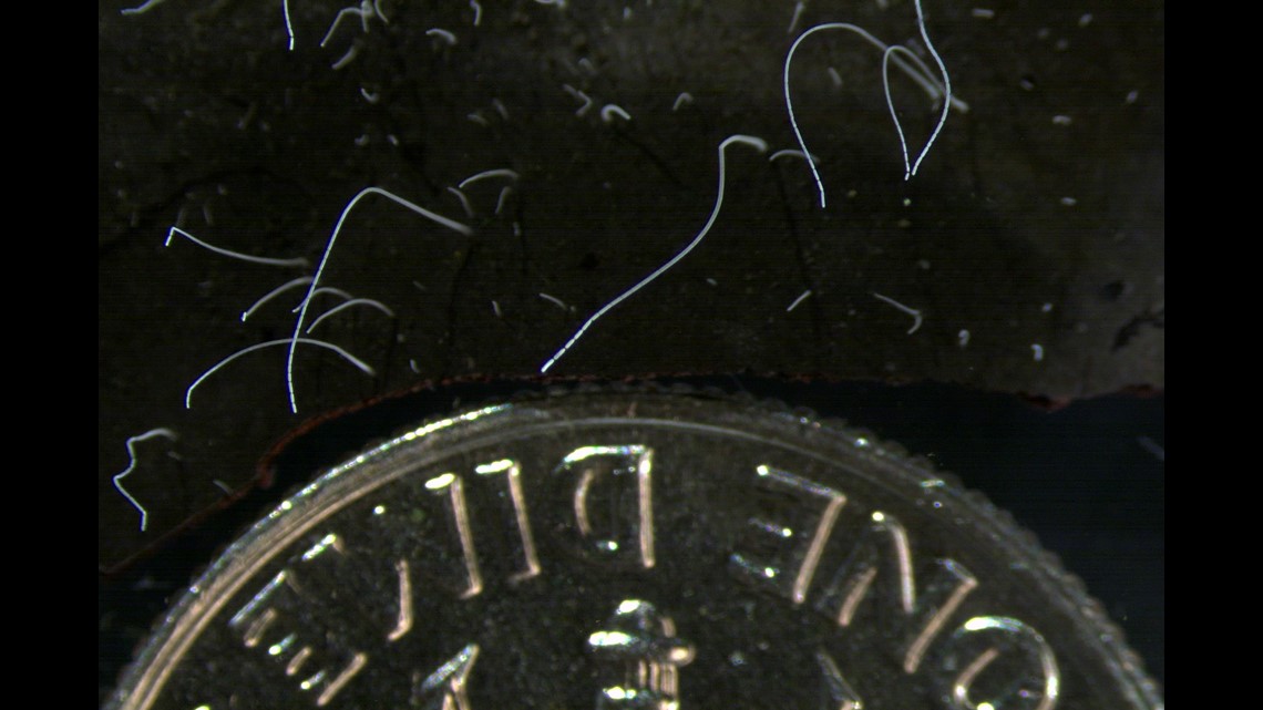 Largest bacterium found in Carribean | abc10.com