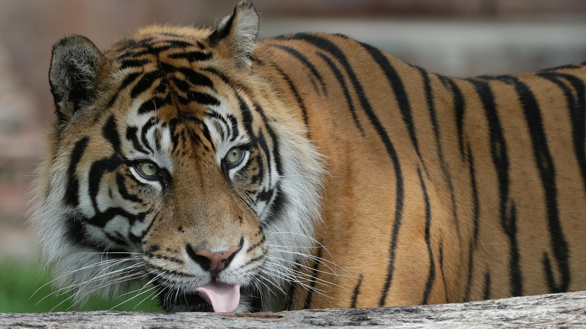Tiger kills handler in 'accident' at Oklahoma preserve | abc10.com