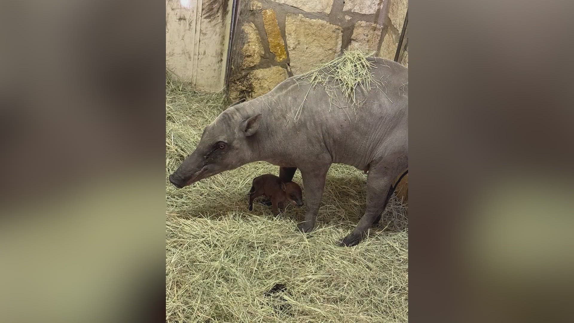 Baby babirusa, or deer pig, born at Texas zoo | abc10.com