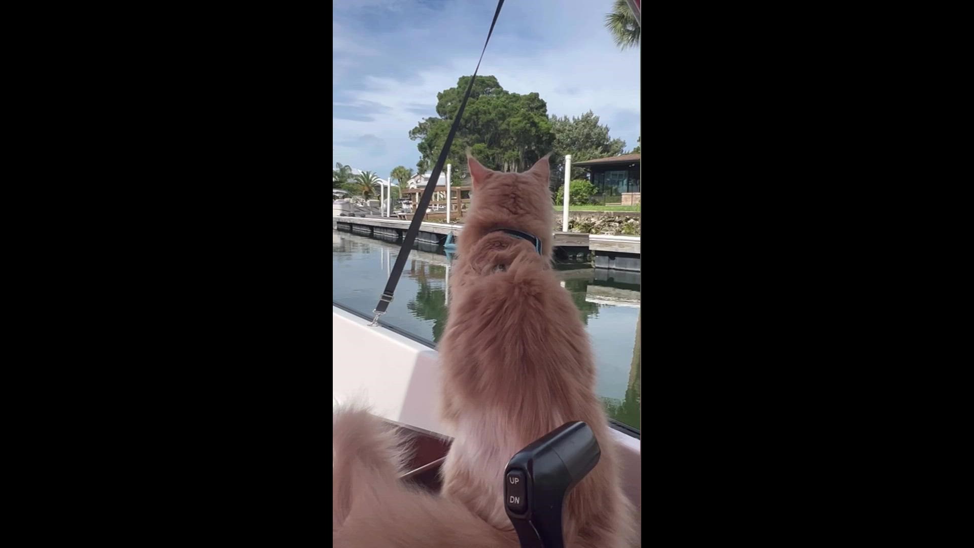 Fisher the Maine Coon and little brother Sailor are water cats | abc10.com