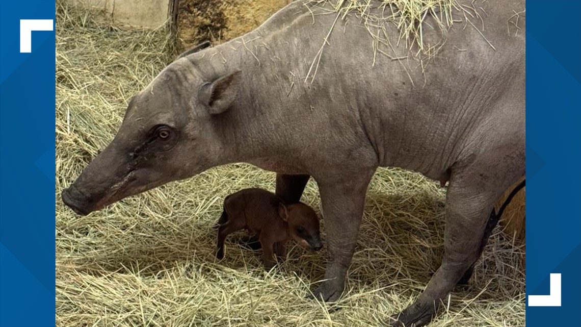 Baby babirusa, or deer pig, born at Texas zoo | abc10.com