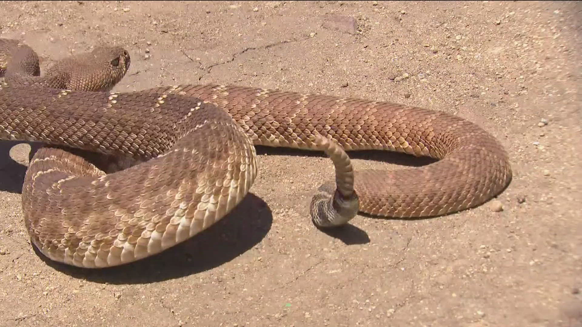 Rattlesnake myths debunked | abc10.com