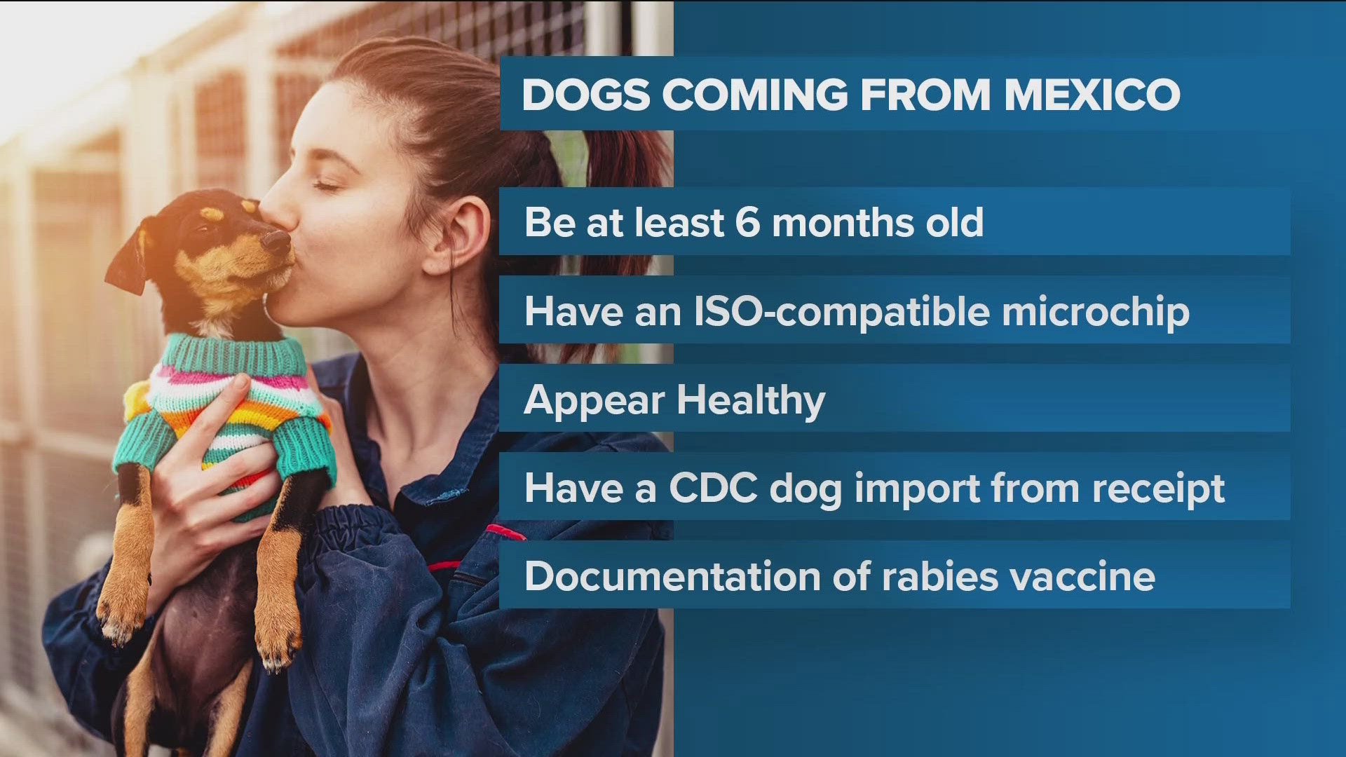 These are the new CDC requirements to bring dogs into the US | abc10.com