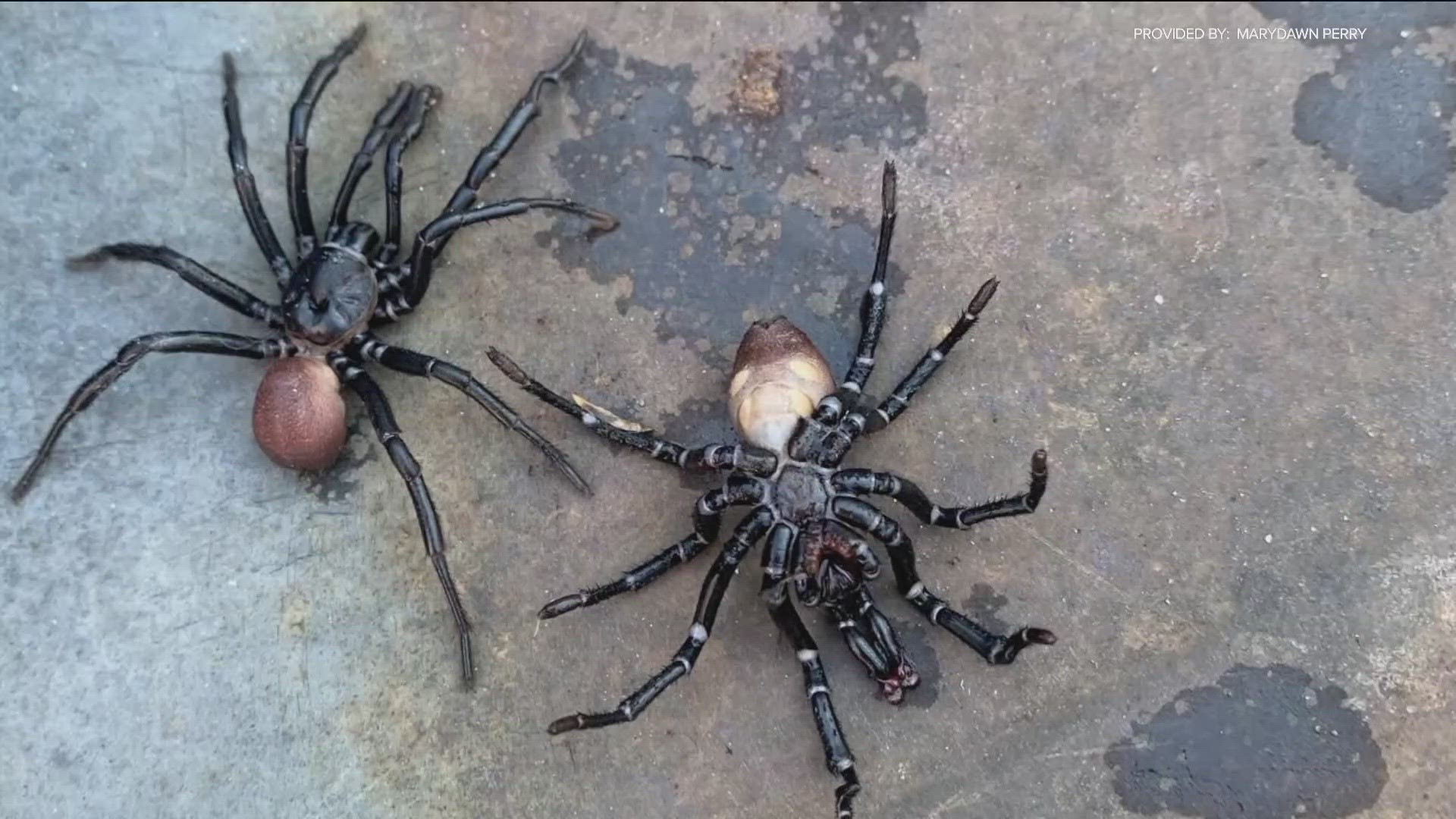 What are these ‘trapdoor spiders’ spotted around San Diego? | abc10.com