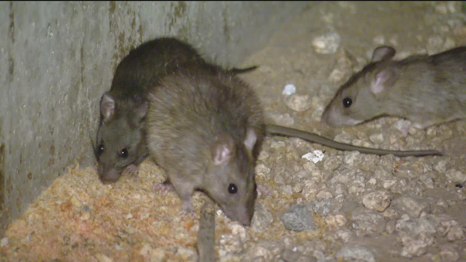 Rats exploding in Downtown San Diego, residents say | abc10.com