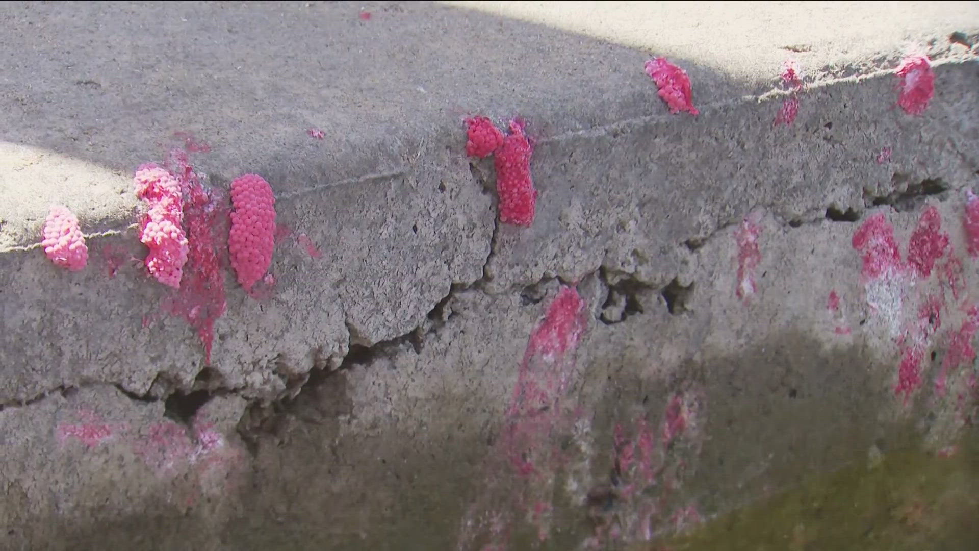 Apple Snail egg clusters found in San Diego lakes | abc10.com