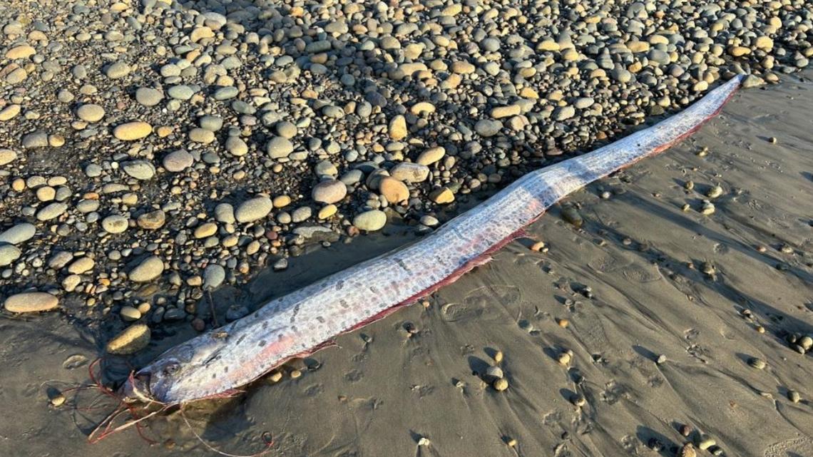 Rare deep-sea oarfish washes up on San Diego beach | abc10.com