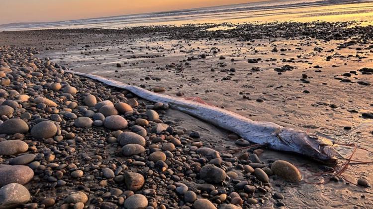 Rare deep-sea oarfish washes up on San Diego beach | abc10.com