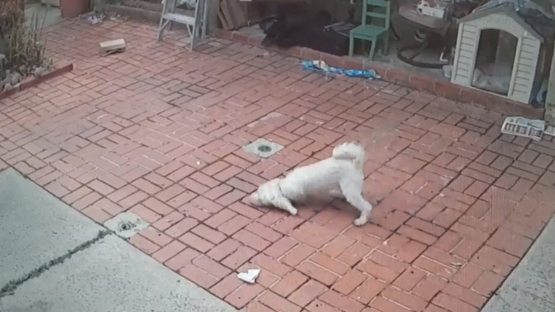 Video shows mailman allegedly pepper spraying family dog | abc10.com