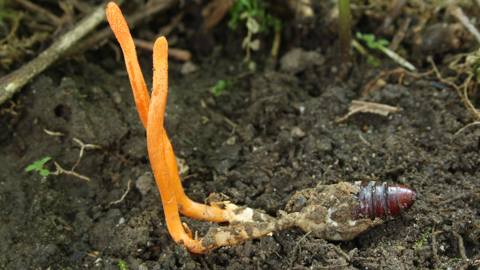 Is the Cordyceps fungus in 'The Last of Us' a threat to humans? | abc10.com